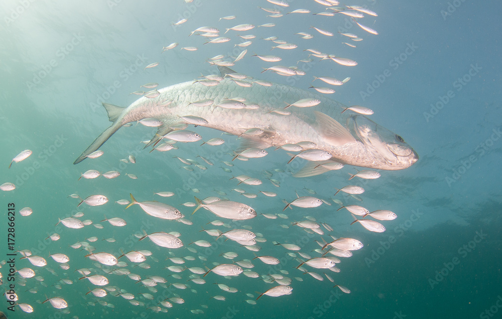 Tarpon Swimming