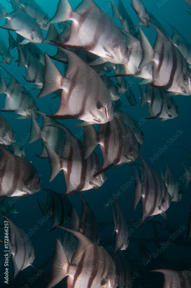 School of Spadefish swimming in the ocean. Stock Photo | Adobe Stock