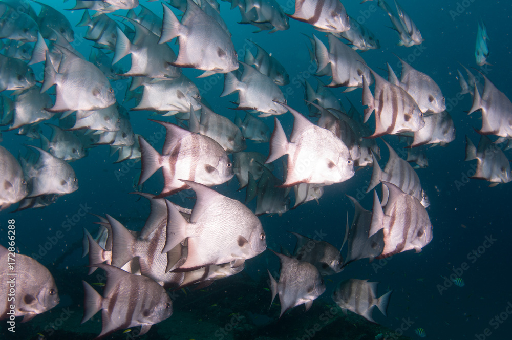 Foto Stock School of Spadefish swimming in the ocean. | Adobe Stock