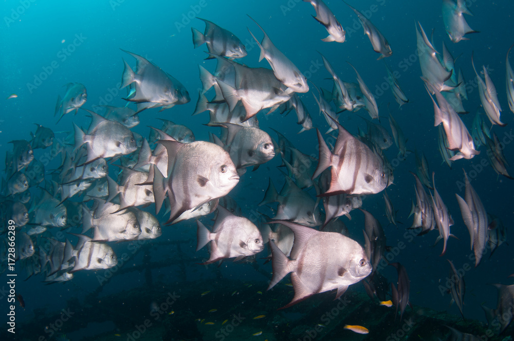 School of Spadefish swimming in the ocean. Stock Photo | Adobe Stock