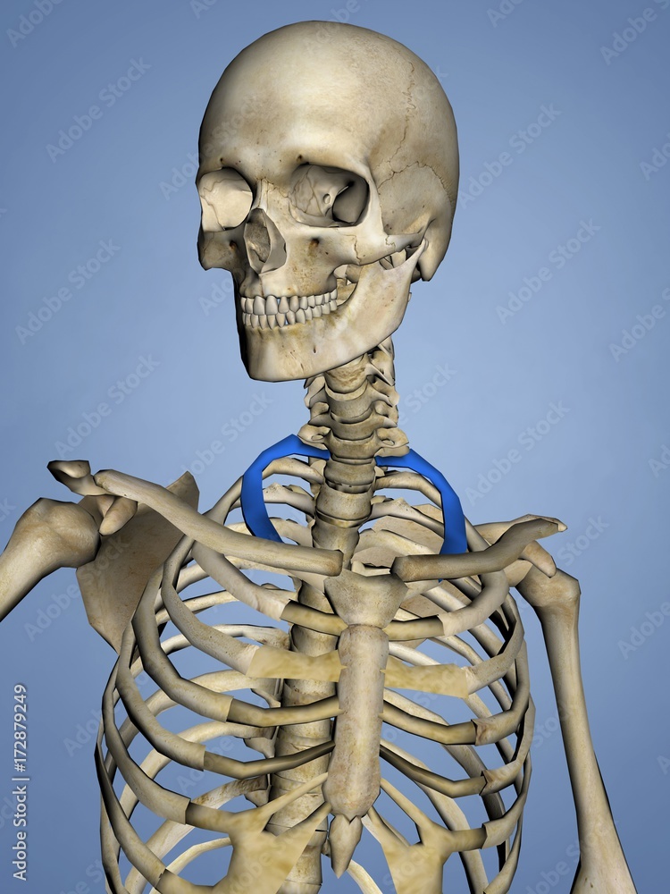 First Rib, Rib Cage, 3D Model Stock Illustration | Adobe Stock