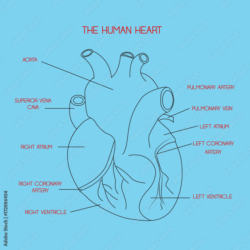 Part of the human heart. Anatomy Stock Vector | Adobe Stock