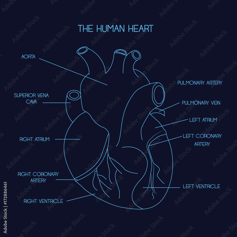 Part of the human heart. Anatomy. Dark blue background Stock Vector ...
