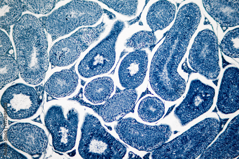 Cross section Human testis under microscope view. Stock Photo | Adobe Stock