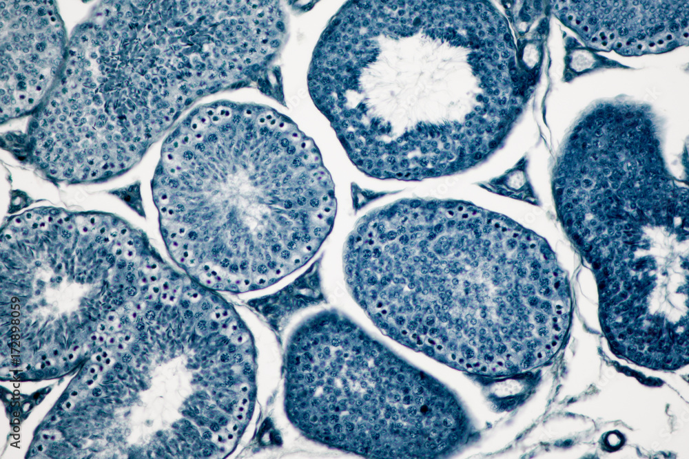 Photo & Art Print Cross section Human testis under microscope view ...