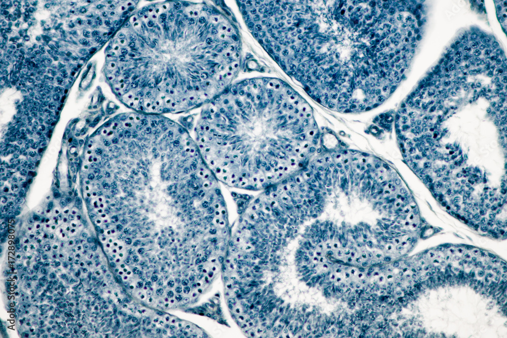 Cross section Human testis under microscope view. Stock Photo | Adobe Stock