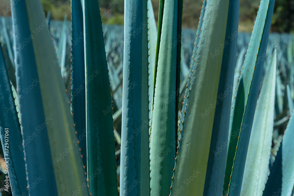 Las pencas de agave están creciendo muy sanos en los campos de Tequila ...