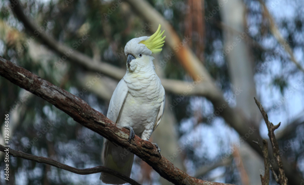 Cacatoes Stock Photo | Adobe Stock