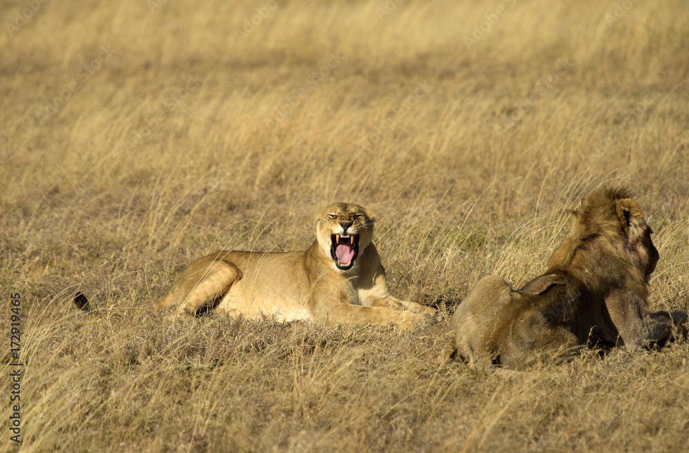 Lioness Sitting Back