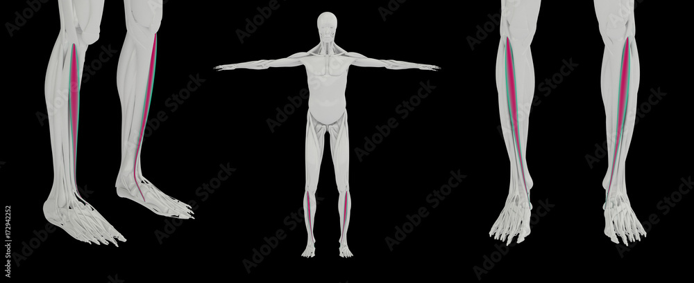 3d rendering medically accurate illustration of the tibialis anterior ...