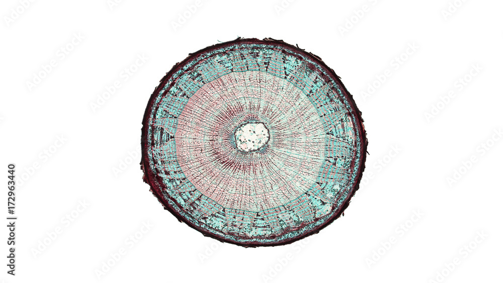 cross section cut of a lime stem under the microscope Stock Photo ...