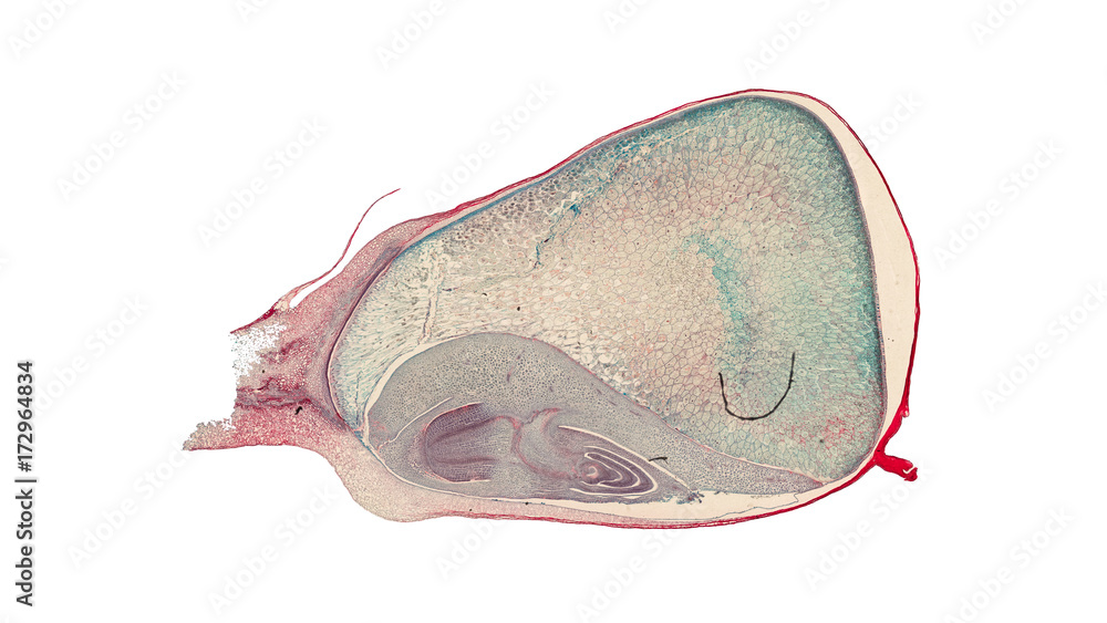 cross section cut of a corn under the microscope Stock Photo | Adobe Stock