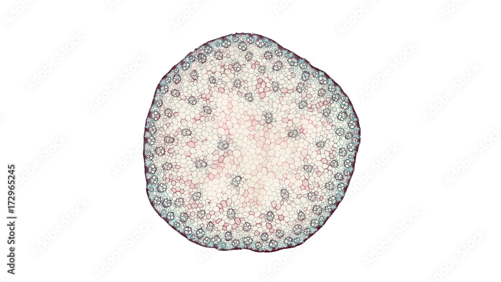 cross section cut of a corn stem under the microscope Stock ...