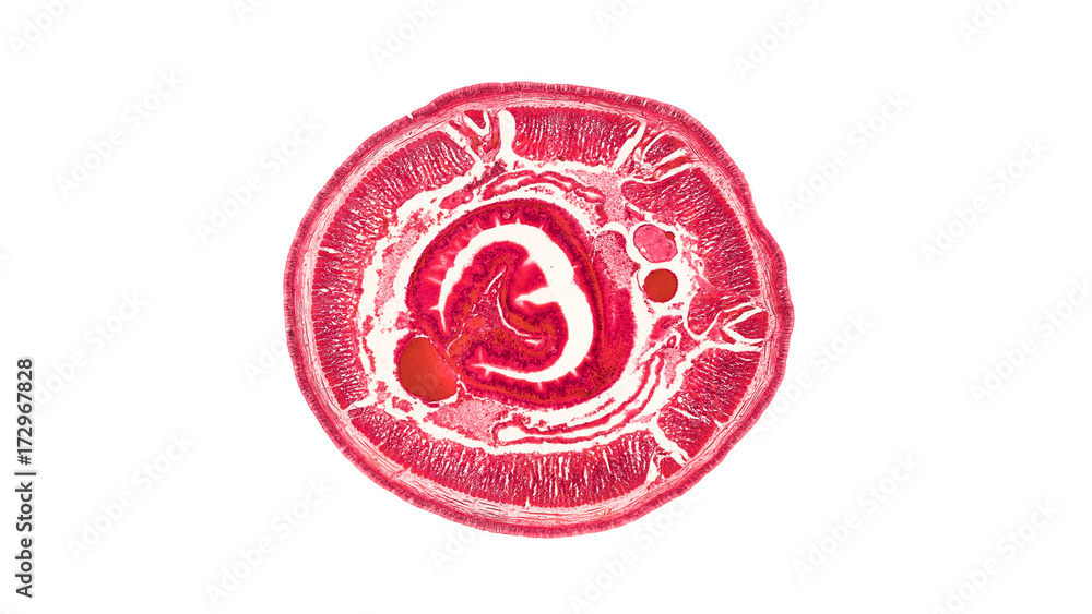 Earthworm Under Microscope