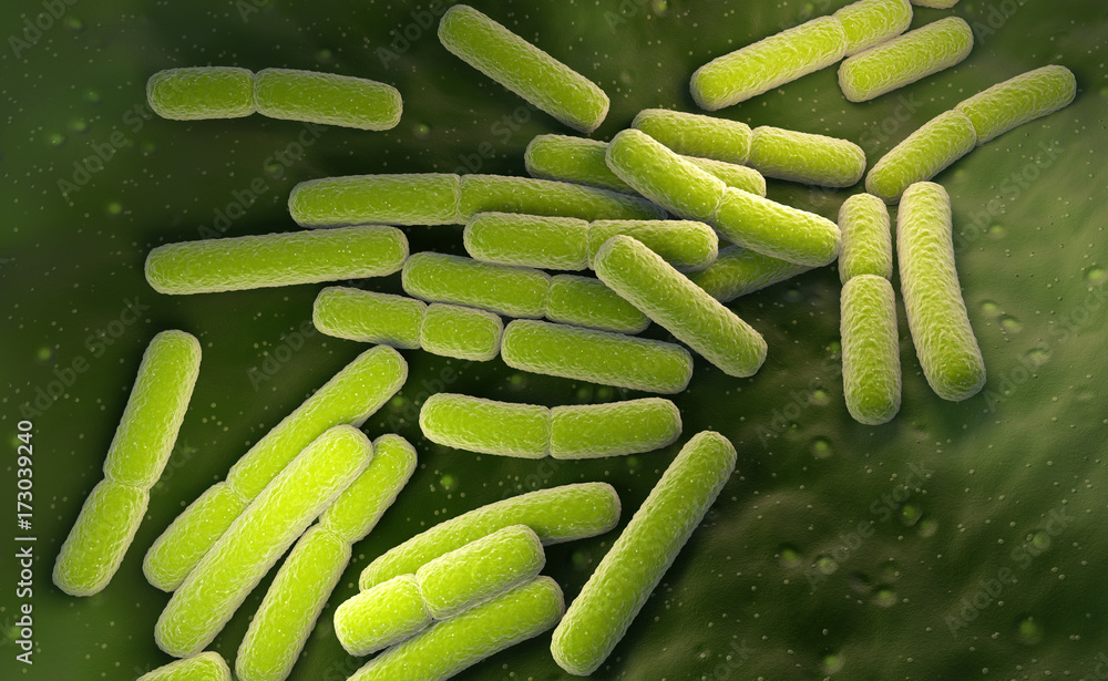 E. coli. Escherichia coli bacteria cells Stock Illustration | Adobe Stock