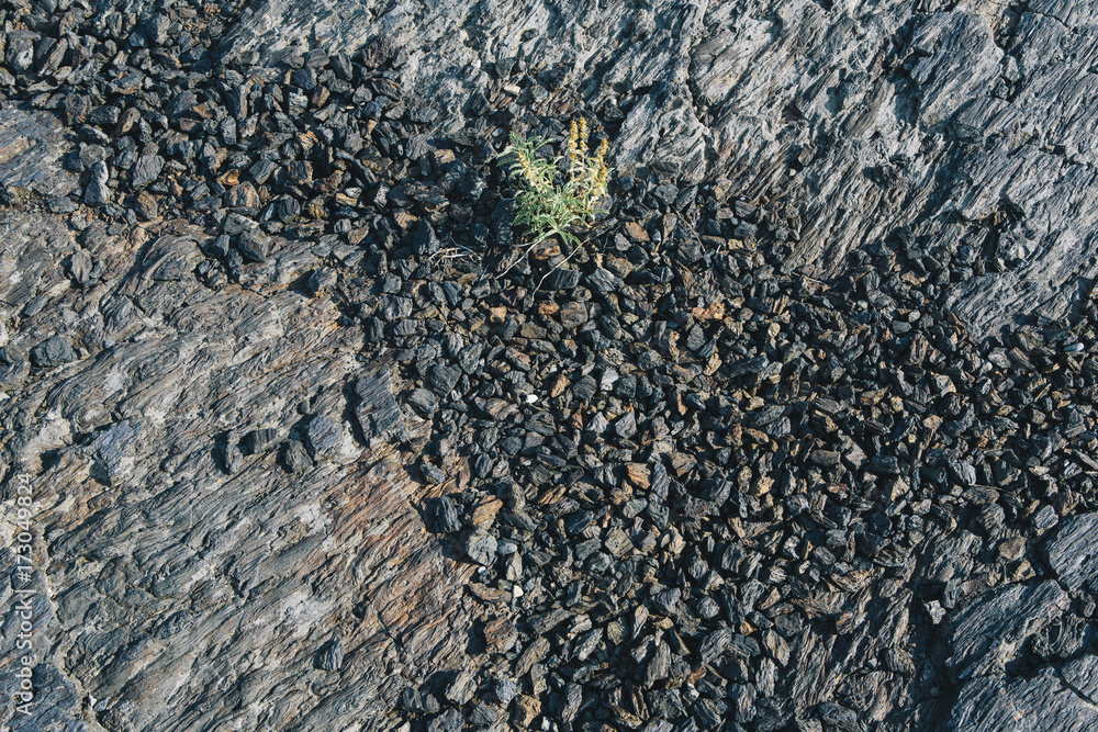 Volcanic rock from lava flow with small native plants Stock Photo ...
