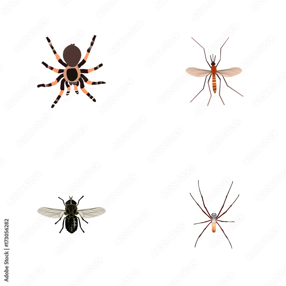 Realistic Gnat, Spider, Tarantula And Other Vector Elements. Set Of ...