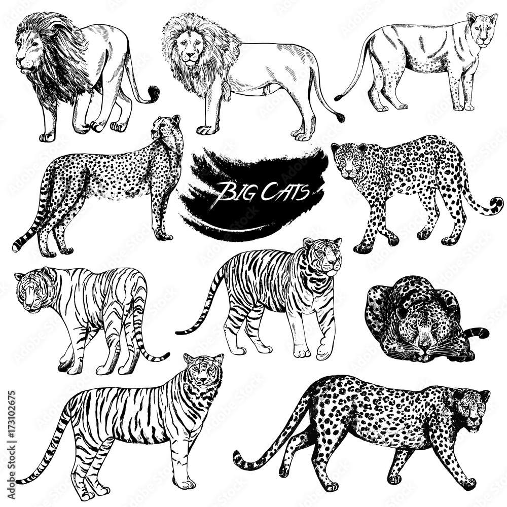 Set of hand drawn sketch style big cats. Vector illustration isolated ...