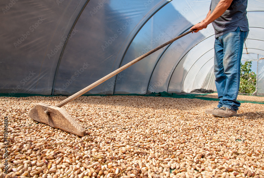 Solar drying process of pistachio nuts spread in a greenhouse and being ...