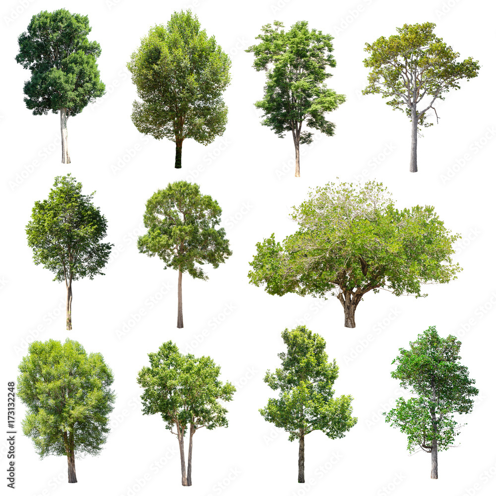 Set of isolated trees on white background. Stock Photo | Adobe Stock