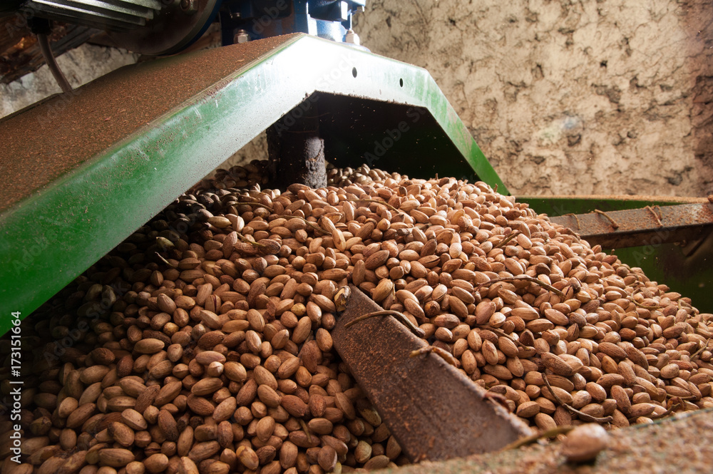 Harvest season: drying process of peeled pistachio nuts inside a ...