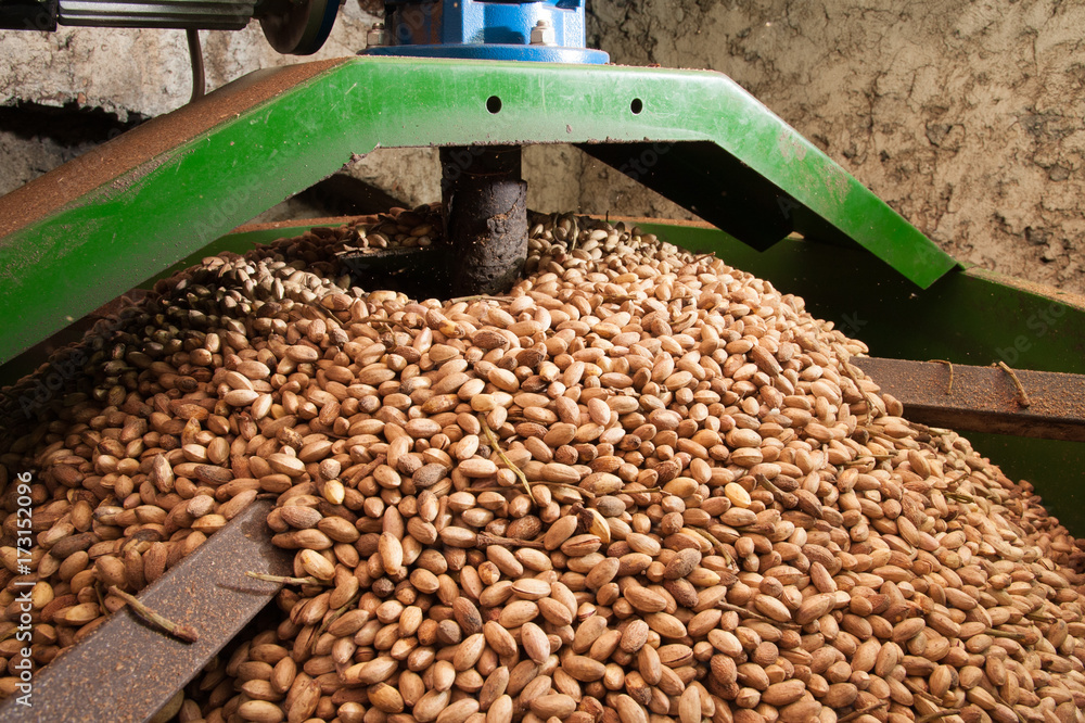Foto de Harvest season: drying process of peeled pistachio nuts inside a vertical cylindrical ...