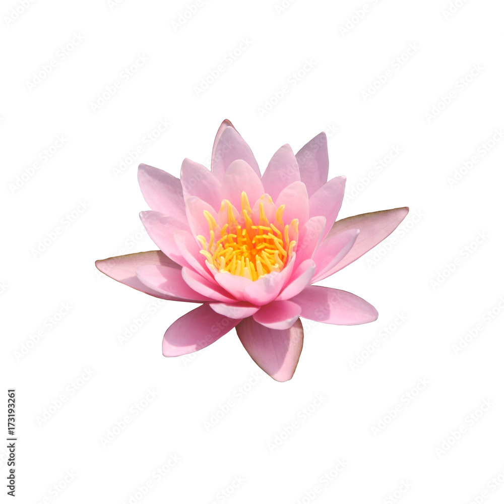 isolated lotus water lily pink flower top view. Graphic resource on ...