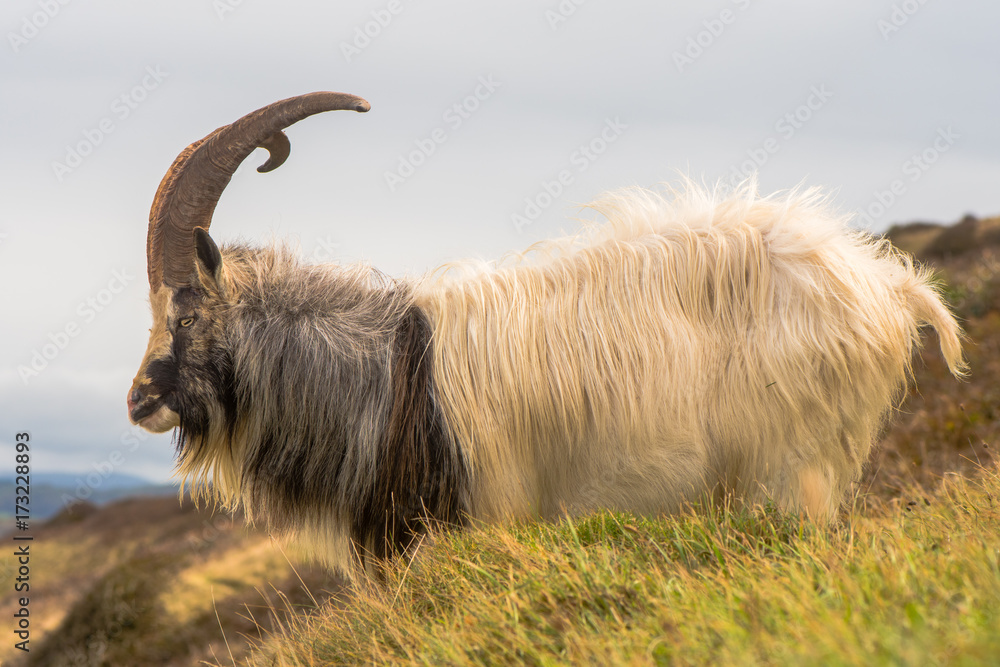 Male feral mountain goat with large horns. Long-haired billy goat at ...