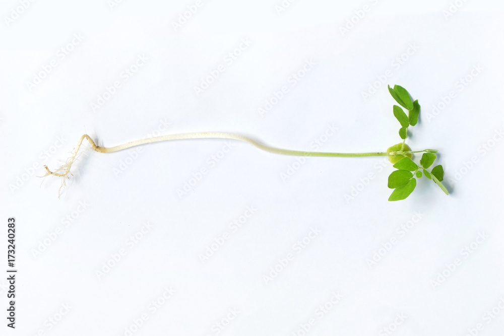 Plant and roots on white background. Stock Photo | Adobe Stock