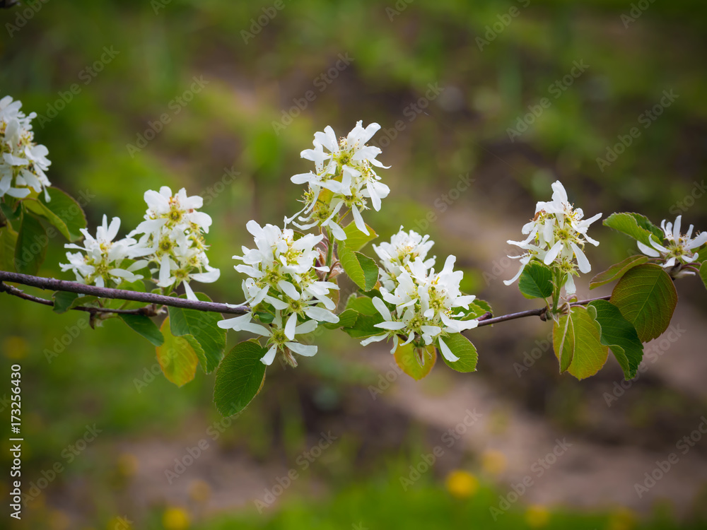 Amelanchier tree bloom in the garden. Summer background. Spring ...
