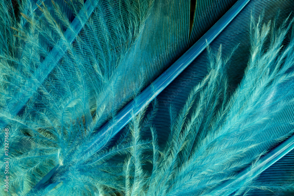 Foto de Native American Indian duck feathers detail. This is a macro ...