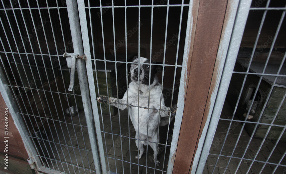 czarno biały smutny pies za kratami schroniska Stock Photo | Adobe Stock