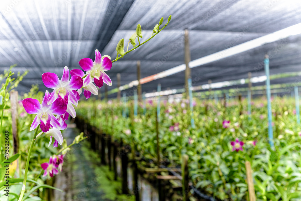 Orchid Flower Farming In India | Best Flower Site