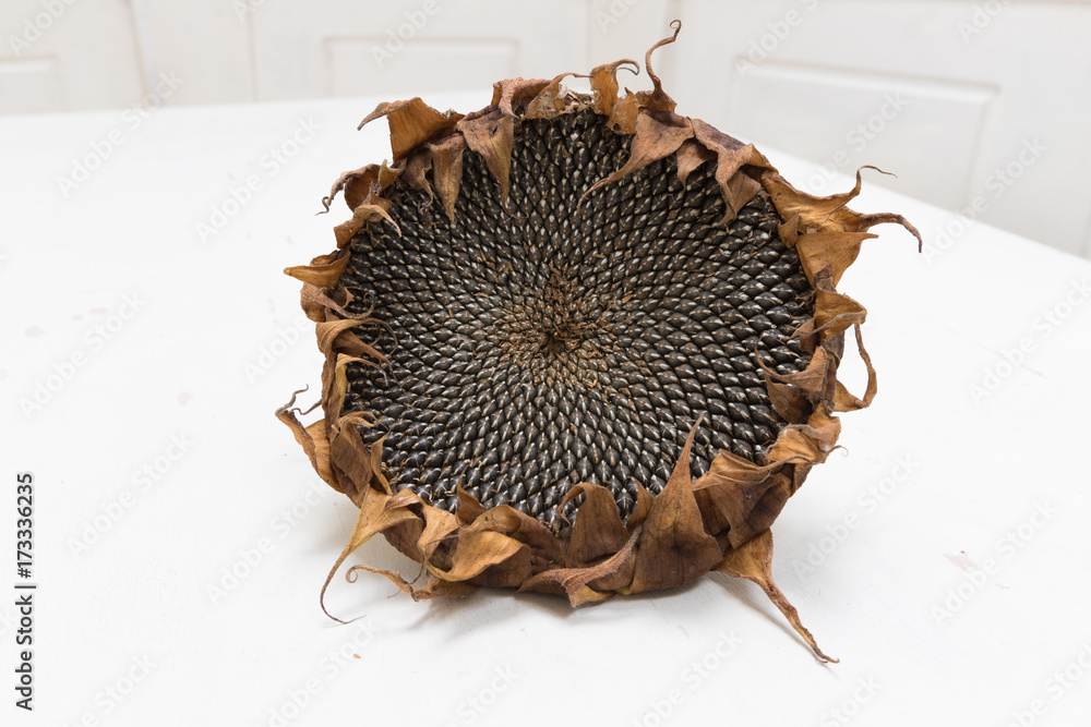 Drying Sunflower Heads