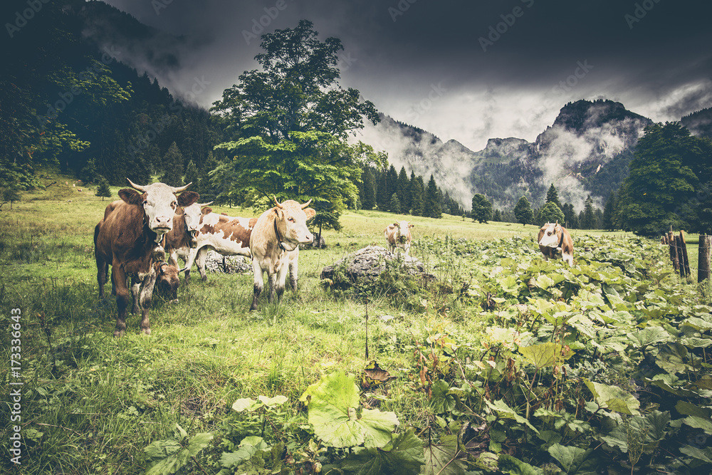 Kühe auf der Alm in den Alpen Stock-Foto | Adobe Stock
