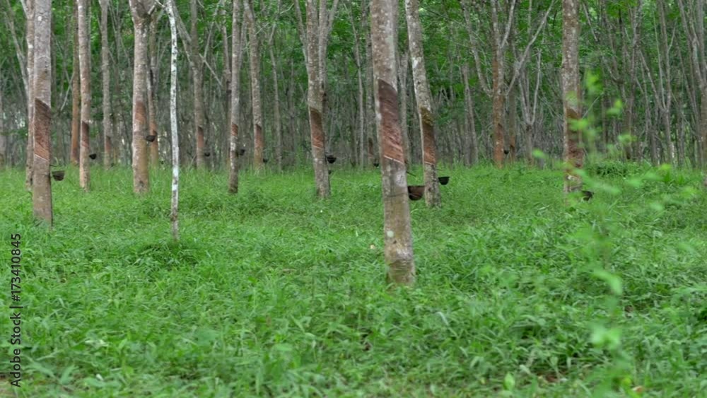 Tapping latex from a rubber tree in a small elastic farm forest Stock ...