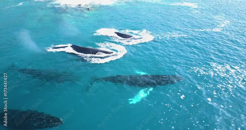Pod of humpback whales traveling in blue ocean water. Marine animals in ...