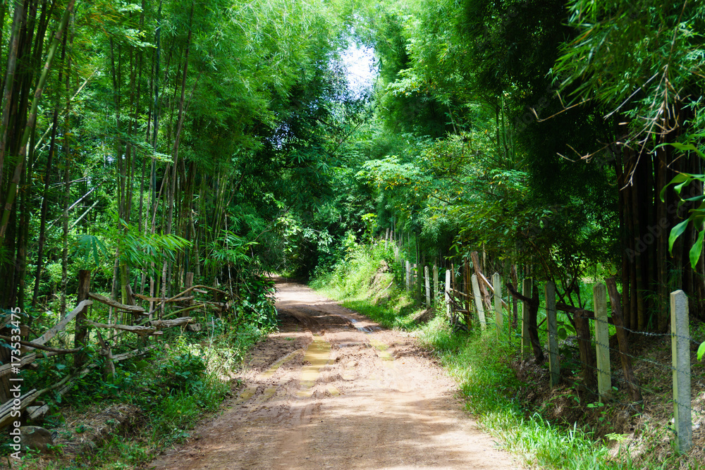 Tropical Rainforest Bengal Bamboo