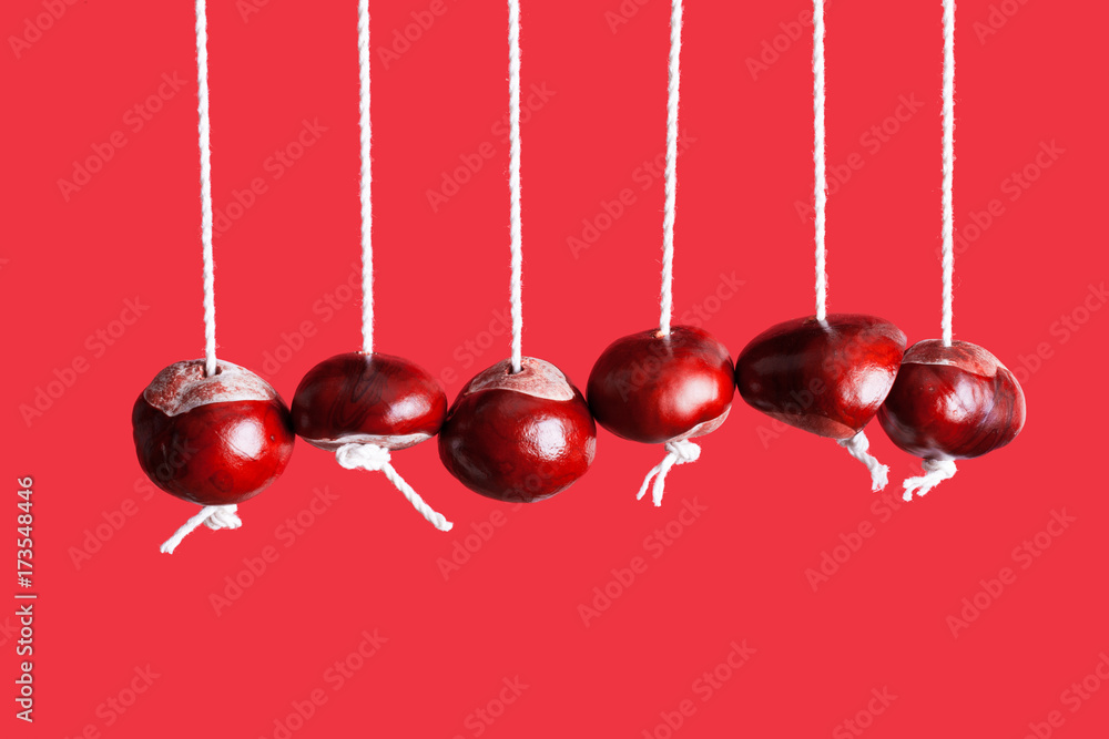 Conkers on strings hanging next to each other with a red background ...