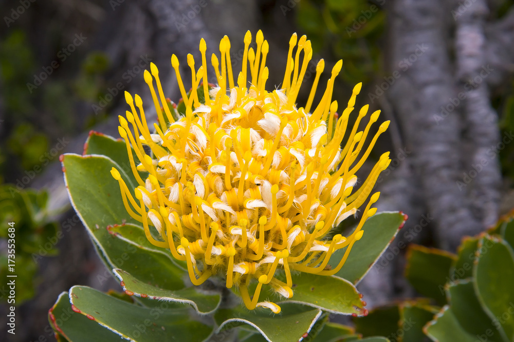 South African Cape fynbos plants. Stock Photo | Adobe Stock