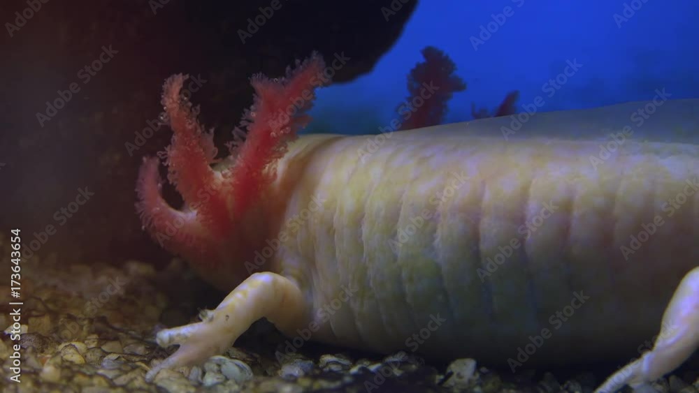 Axolotl, Mexican Salamander (Ambystoma Mexicanum) or Mexican Walking ...