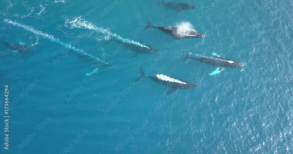 Pod of humpback whales traveling in blue ocean water. Marine animals in ...