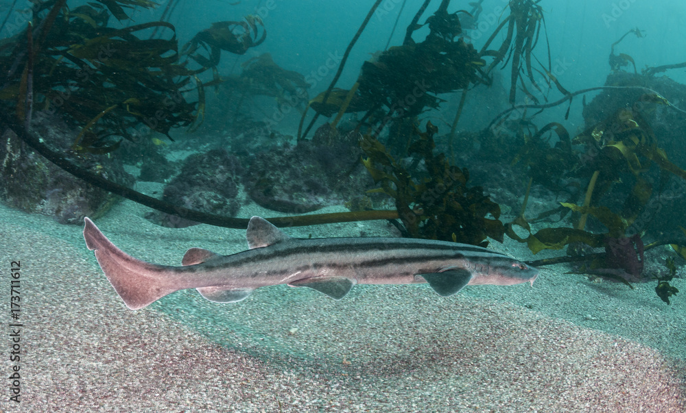 Striped Pyjama shark swimming among the kelp forests of False Bay, Cape ...