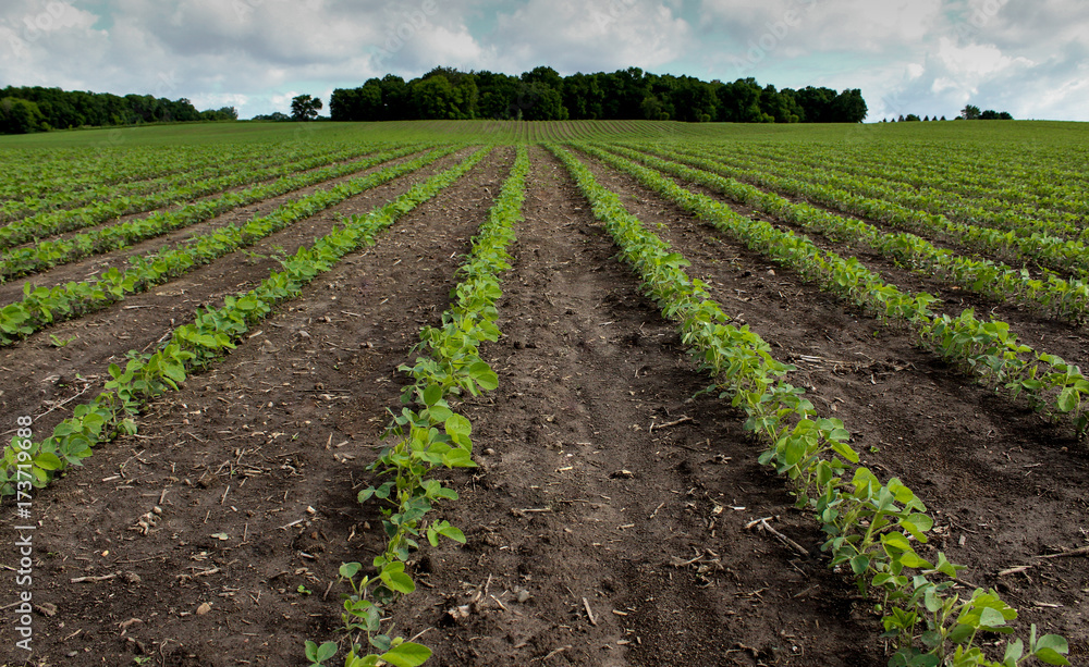 Bean Field During Spring Stock Photo | Adobe Stock
