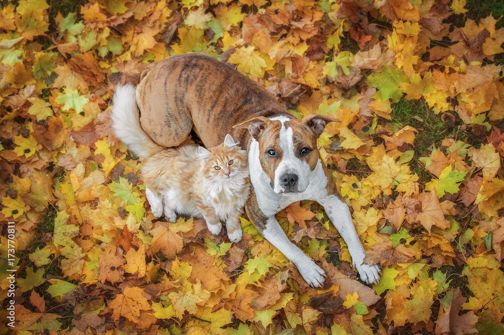 Cat and dog lying on the leaves in autumn Stock Photo | Adobe Stock