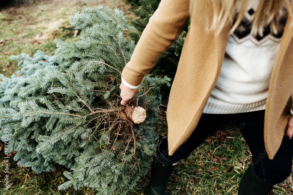 Christmas Tree Hunt Stock Photo | Adobe Stock