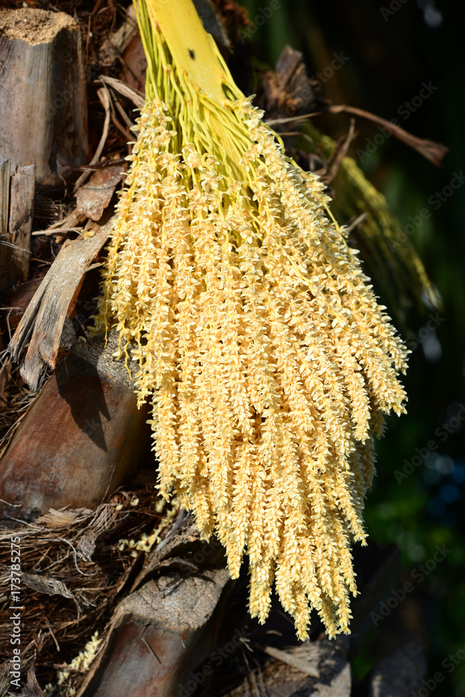 Phoenix roebelenii (Pygmy date palm) flowers Stock Photo | Adobe Stock