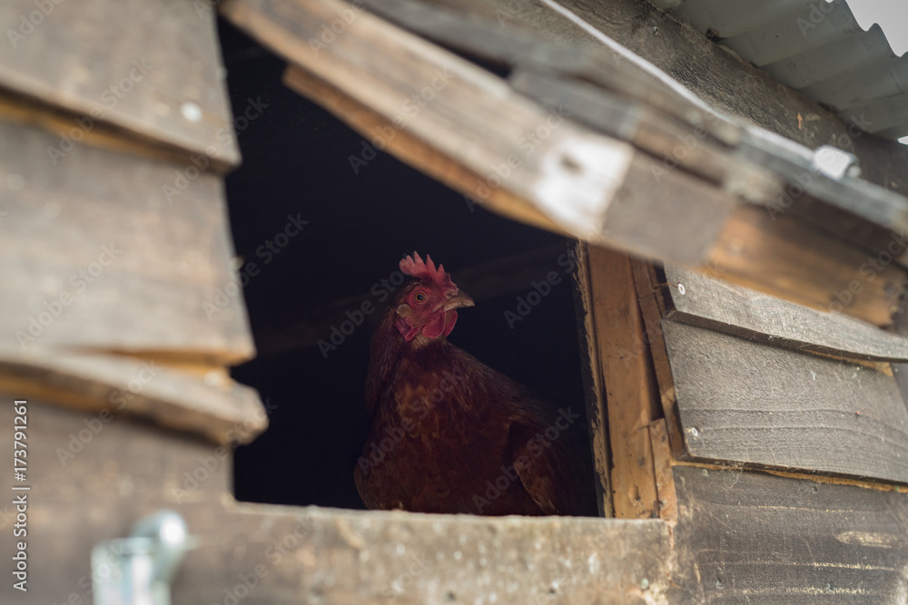 chicken peeking out a window of the coop Stock Photo | Adobe Stock
