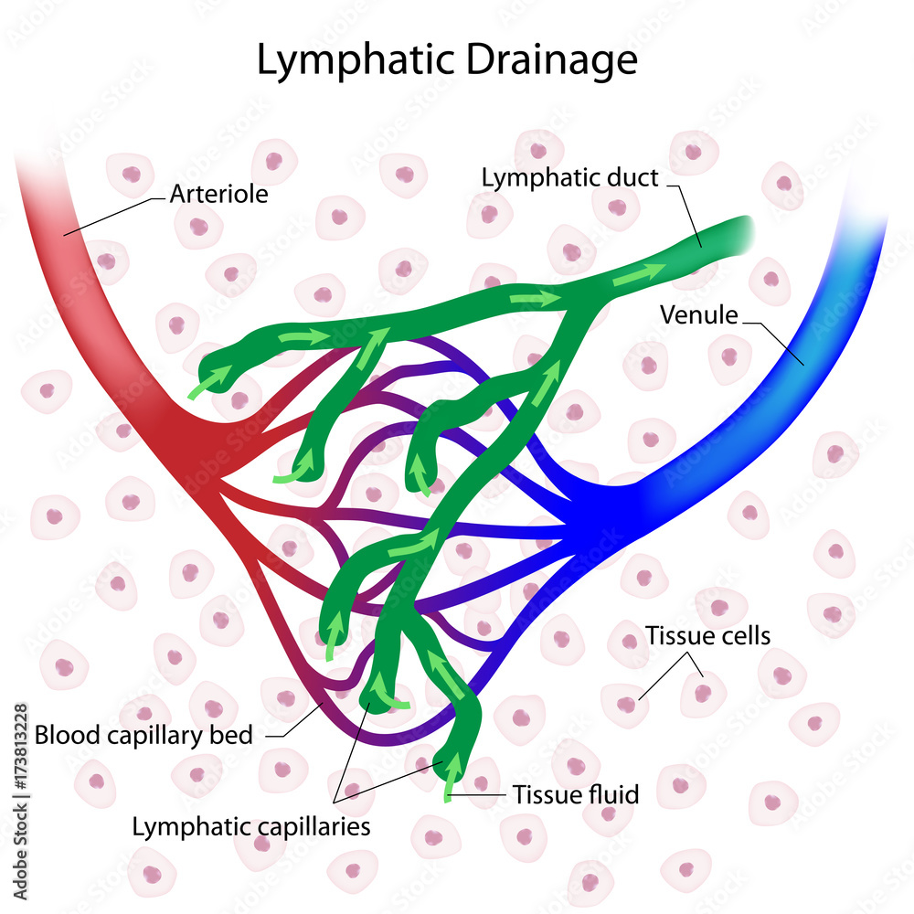 Lymphatic drainage labeled. Stock Illustration | Adobe Stock
