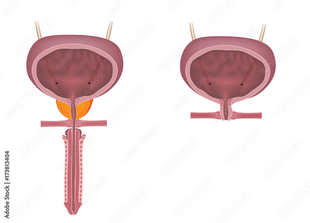 Female Vs Male Urinary System